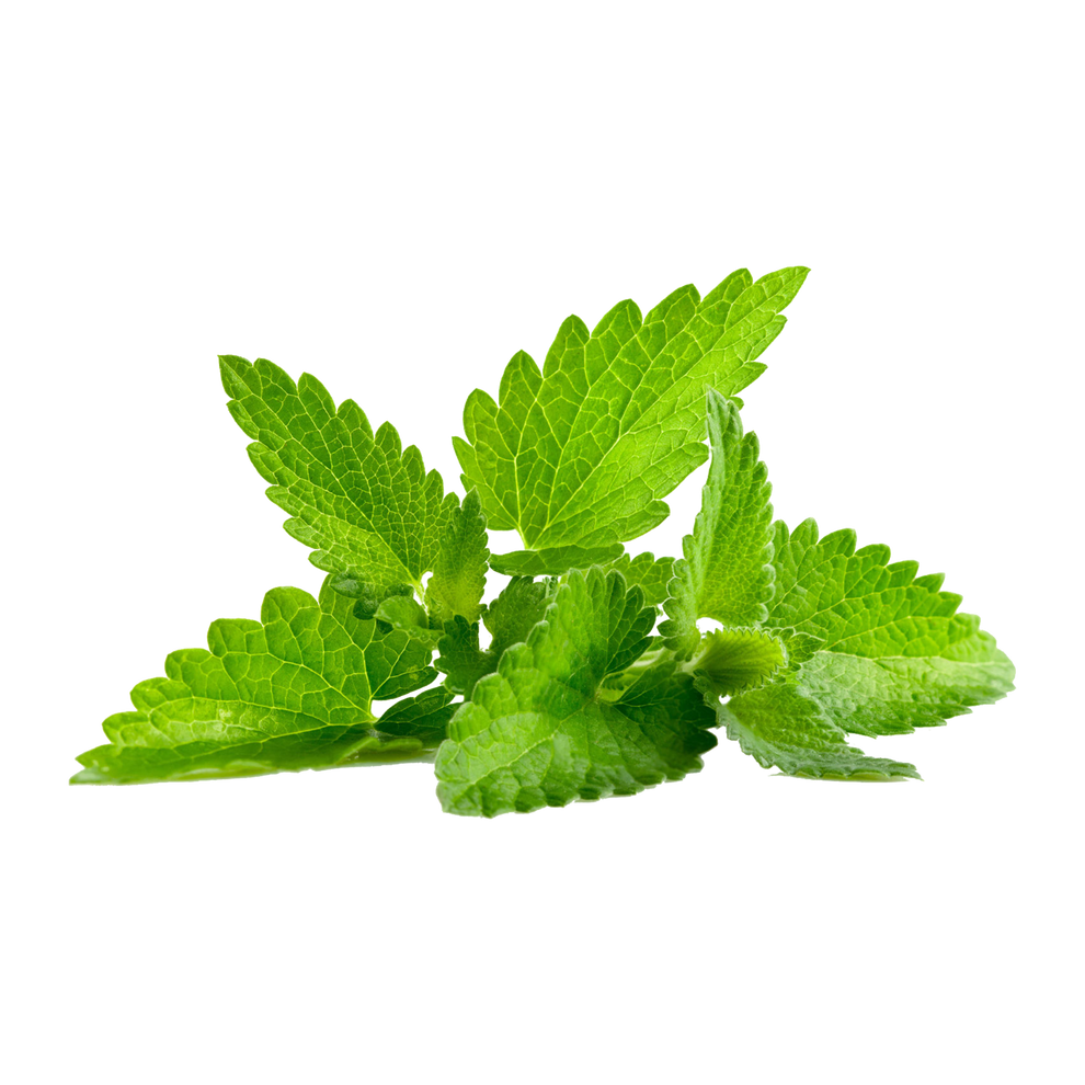 Organic Mint (50g)