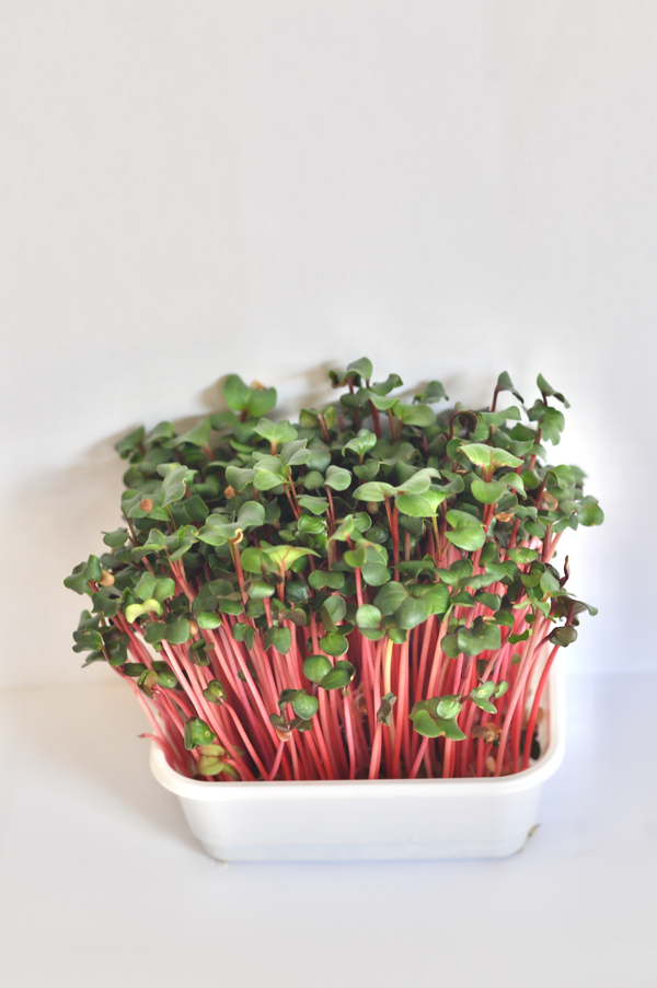 Micro Chilli Cress