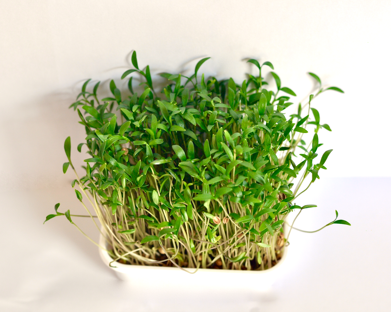 Coriander Cress