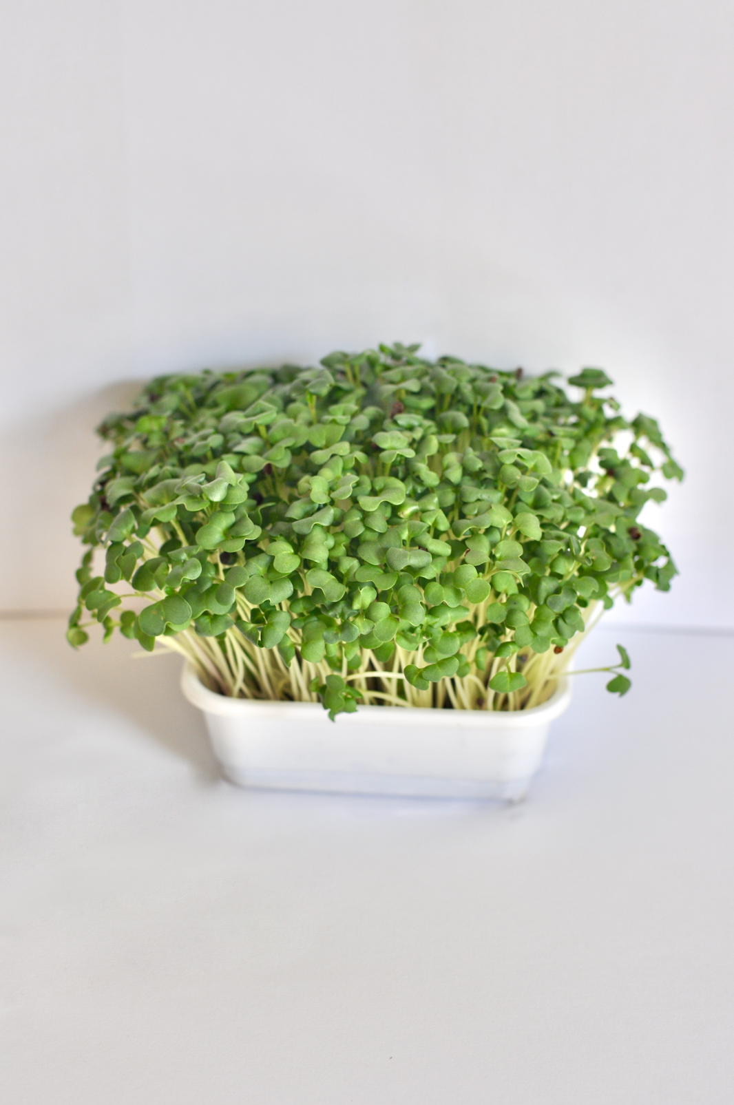Microgreens, Flowers & Garnishes