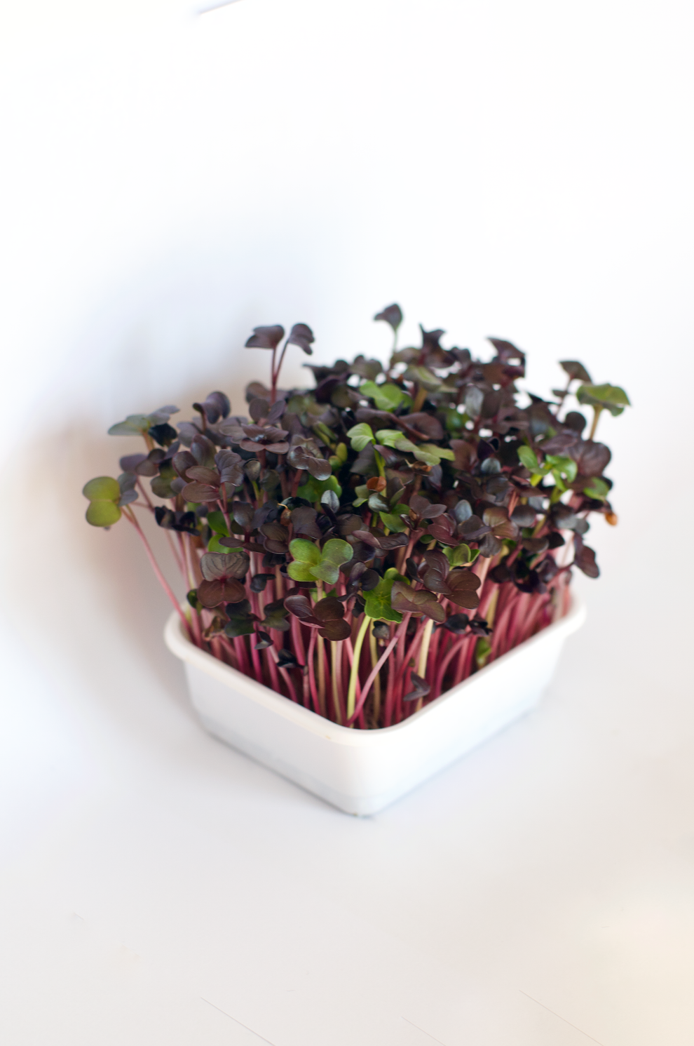 Micro Purple Radish Cress