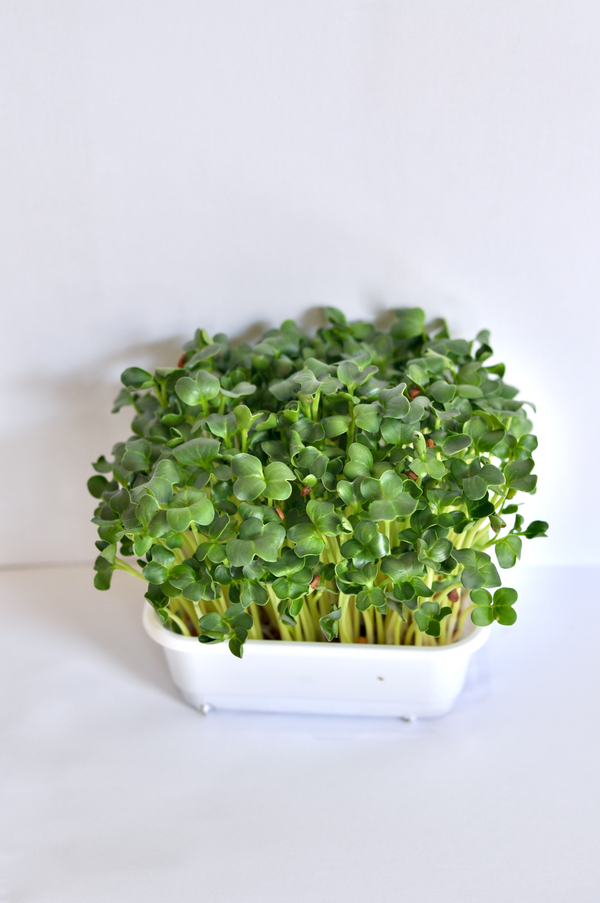 Micro Radish Cress