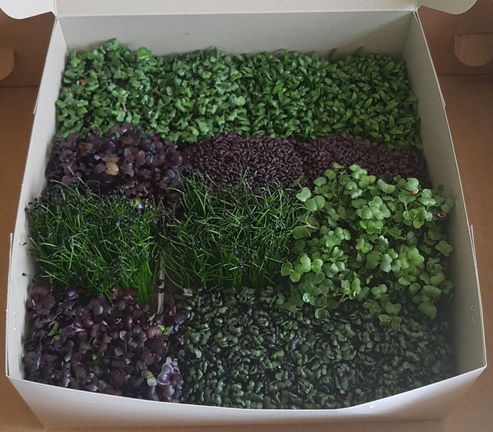 Sakura Mix Tray (13 punnets)